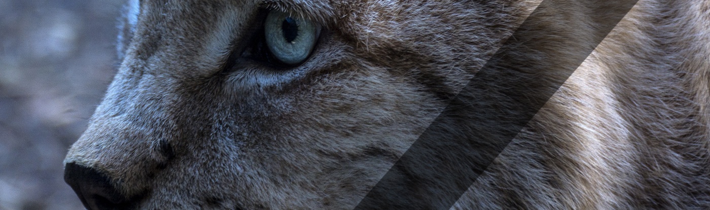 Lynx Technology - Global Leader in Smart Home and Connected CE ...